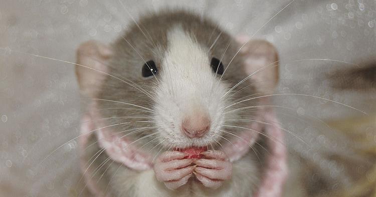 Local woman raises friendly pet rats for sale | Local ...