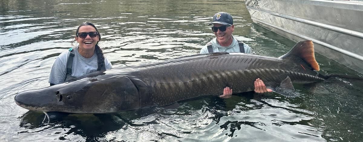 The challenges facing the Hells Canyon white sturgeon | Community ...