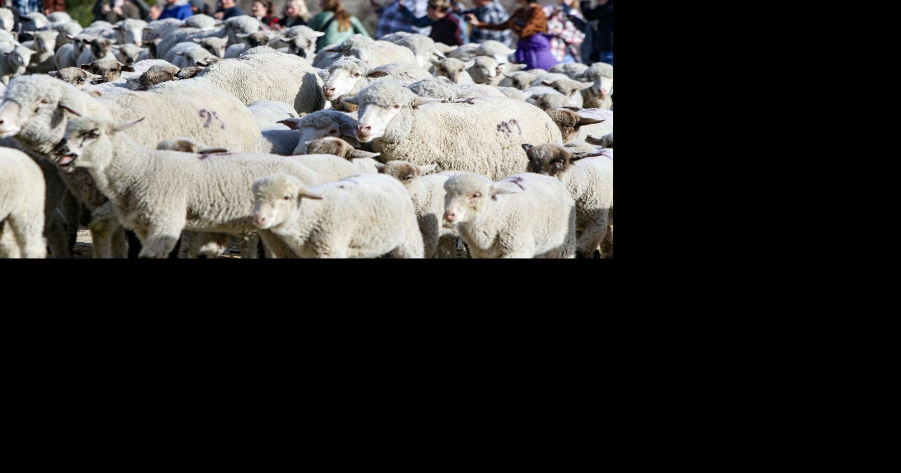 Idaho sheep ranchers call on action to save industry | Local ...