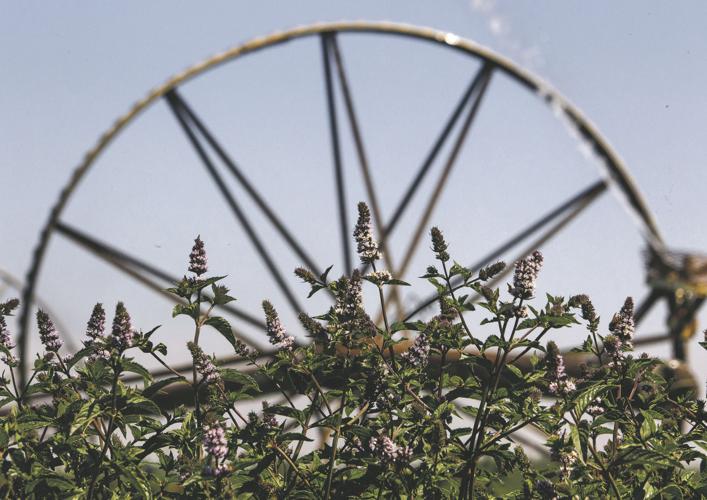 Idaho family finds its niche in mint | Agriculture | idahostatejournal.com