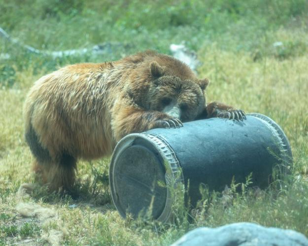 PHOTO GALLERY: Enrichment Day at Zoo Idaho in Pocatello | Freeaccess ...