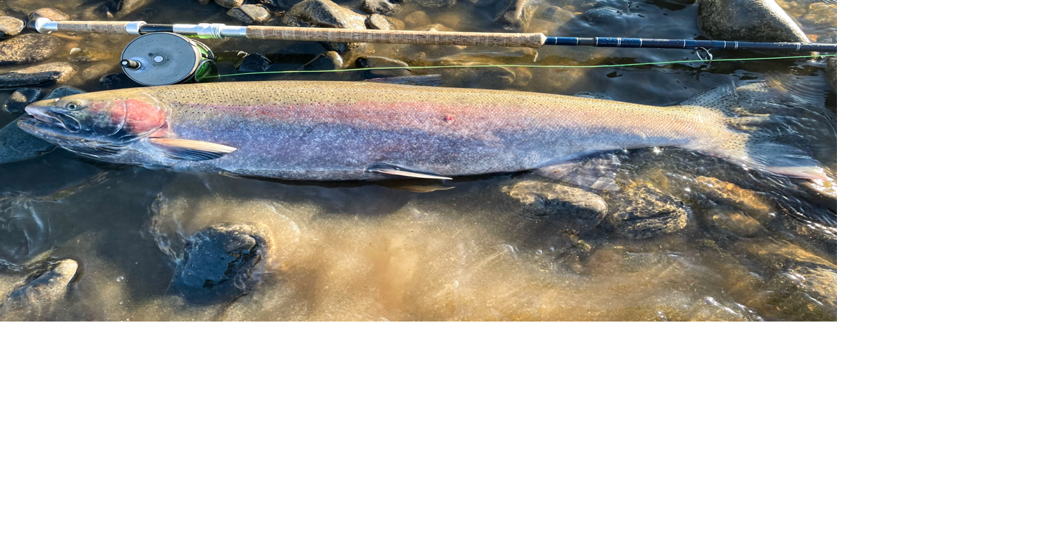 MONSTER STEELHEAD: Idaho angler sets new state record with 41-inch ...