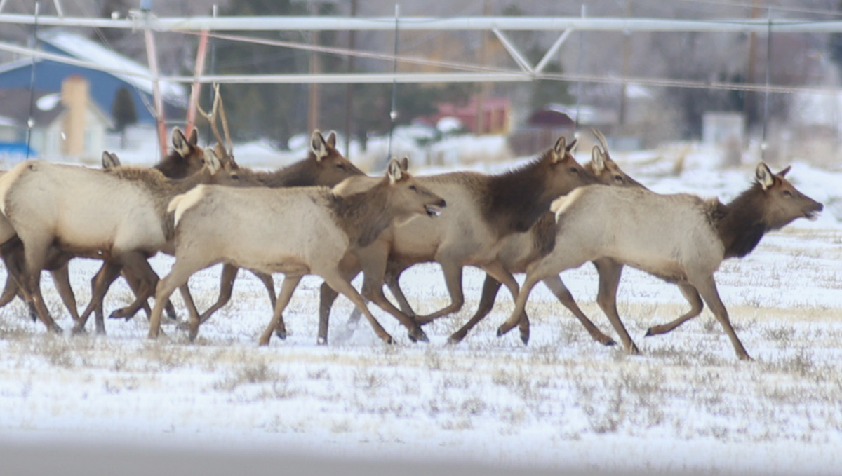 Fish and Game kills two dogs that were mortally mauling elk calves near ...