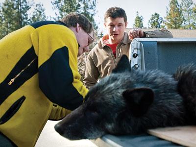 Hunter shoots huge wolf in northern Idaho | State | idahostatejournal.com