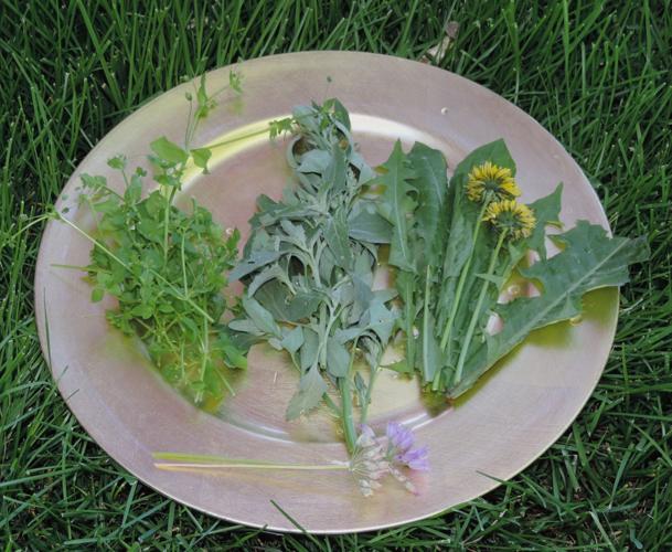 Browsing nature’s pantry for incredible wild edible food ...