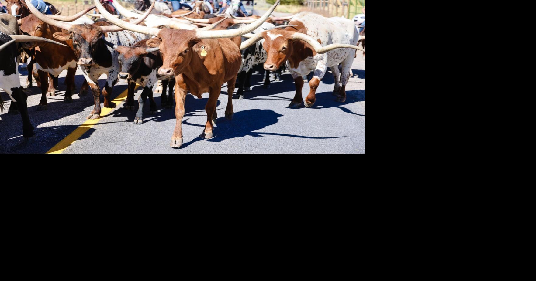 WALK ON THE WILD SIDE: Longhorn cattle drive journeys from Inkom to ...