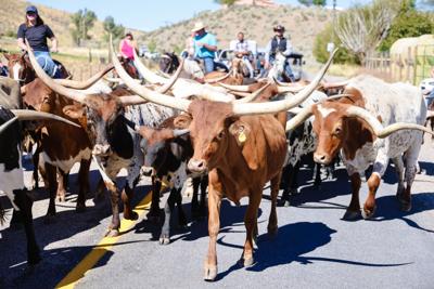 WALK ON THE WILD SIDE: Longhorn cattle drive journeys from Inkom to ...