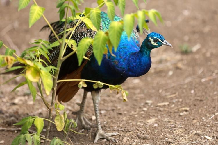 PHOTO GALLERY: Free Zoo Day at Zoo Idaho in Pocatello | Freeaccess ...