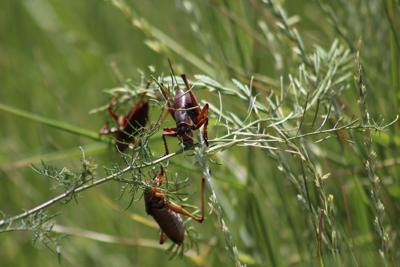 Mormon crickets are invading Southeast Idaho | Local ...