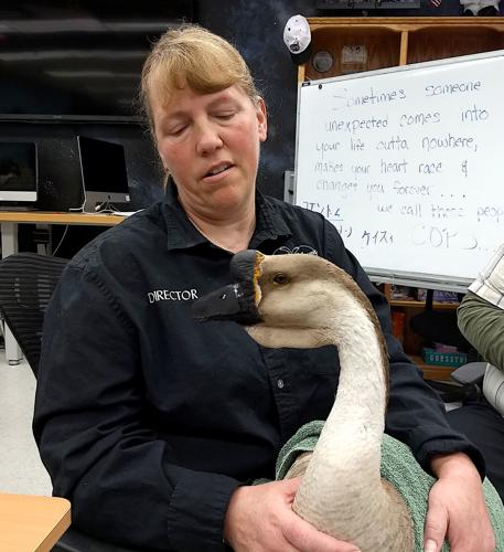 Bruce the Goose gets new 3D-printed bill | Local | idahostatejournal.com