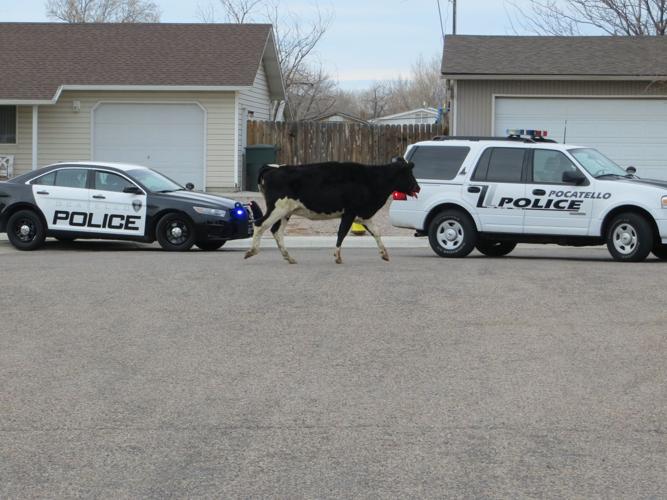 Cops kill cow after wild chase through Pocatello's north side | Local ...