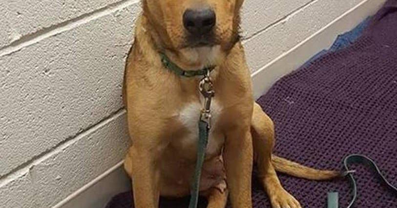 Dog swept downstream after being attacked by aggressive canine | Local ...