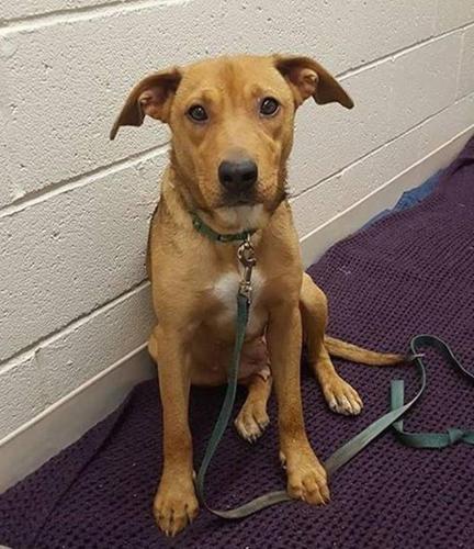 Dog swept downstream after being attacked by aggressive canine | Local ...