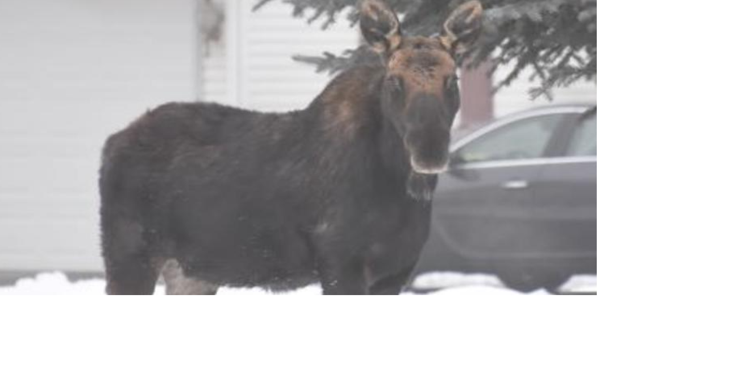 Fish and Game officials issue warning following two dangerous moose ...