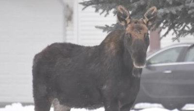 Fish and Game officials issue warning following two dangerous moose ...