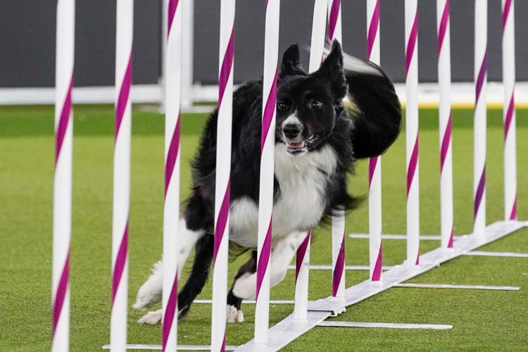 Wowed by the agility dogs at the Westminster show? Handlers explain how ...