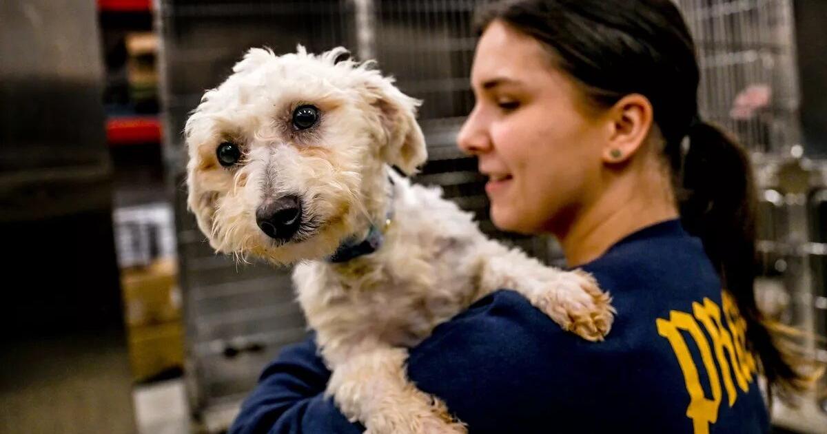 North Idaho animal shelter welcomes dogs from L.A. shelters overflowing ...