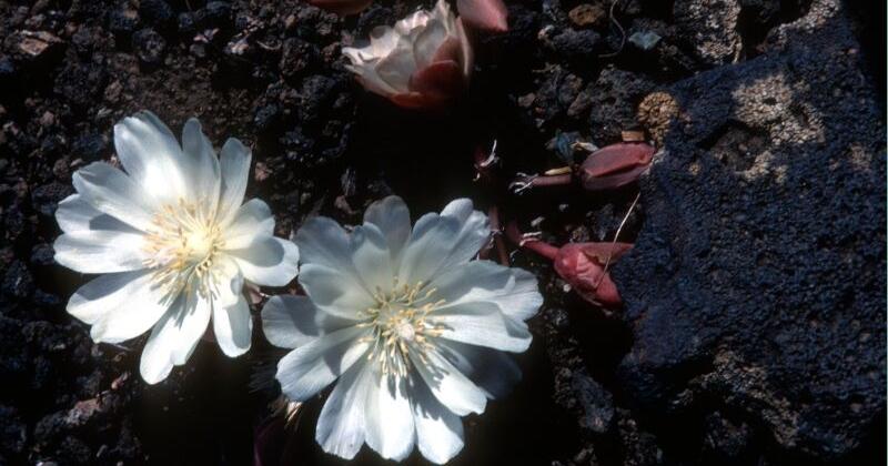 National Park Service hosting special walks at Craters of the Moon ...