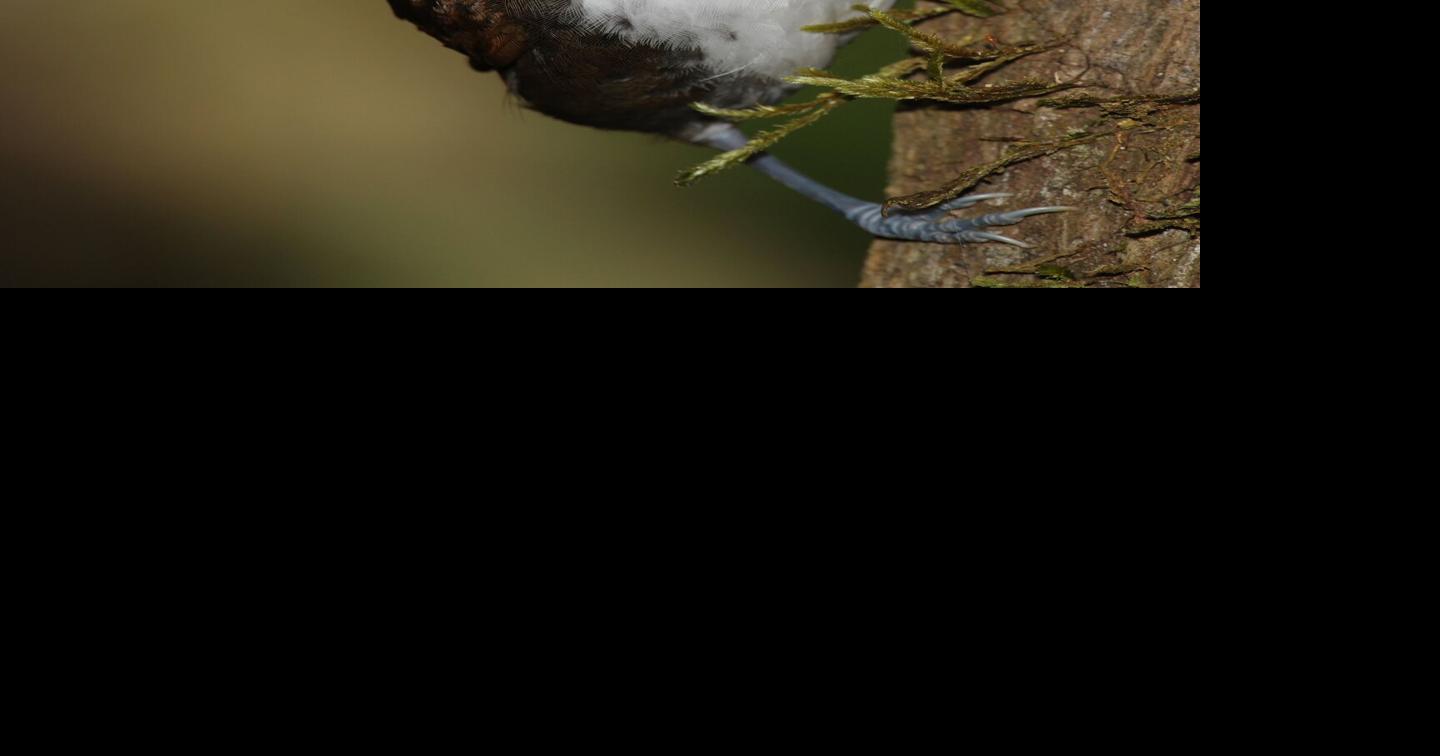 Mixed species foraging flocks | Northwest | idahostatejournal.com