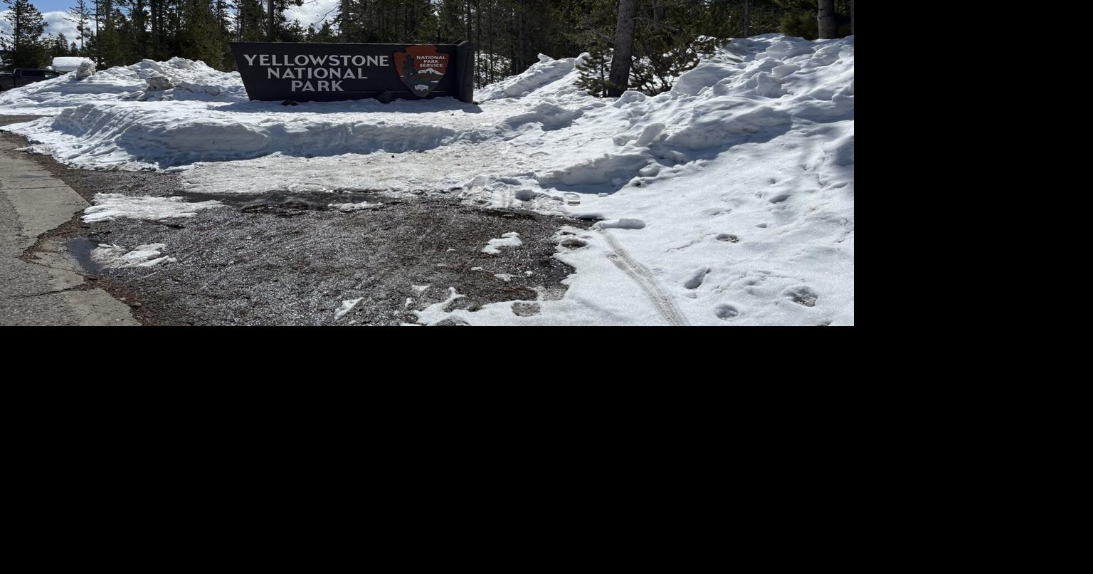 Yellowstone National Park to begin opening entrances, roads to public ...