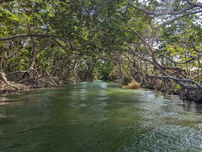 Outdoors: Mining Belize for the Silver King | Commentary ...