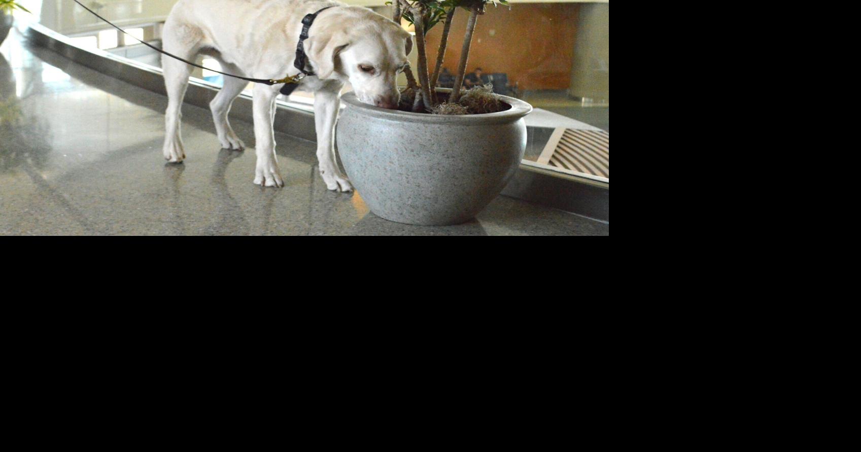 Idaho airport celebrates its working dog Lubo | Local ...
