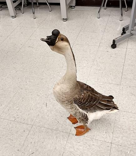 Bruce the Goose gets new 3D-printed bill | Local | idahostatejournal.com