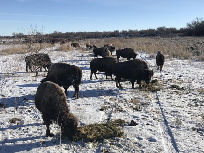 'STILL FIGHTING': Fort Hall doing its part to save buffalo from ...