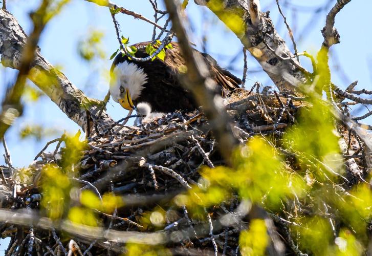 Storm kills young bald eagles | Northwest | idahostatejournal.com