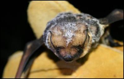 INL Site biologists capture rare bat visitor | Local ...