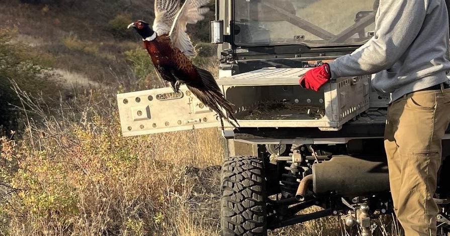 Pheasant stocking on WMAs has started and continues into December ...