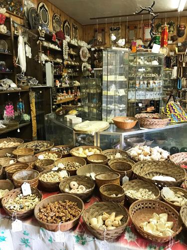 Bibbey’s ... Selling Shells By The Seashore For Over 30 Years | News ...
