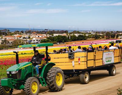 The Flower Fields At Carlabad Ranch To Host Exhibit | News ...
