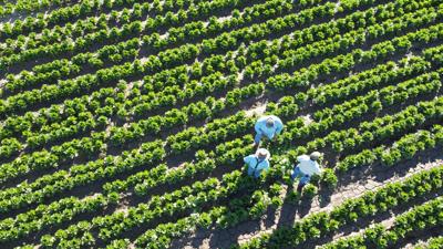 Celebrating National Ag Day: Honoring the hands that feed America ...