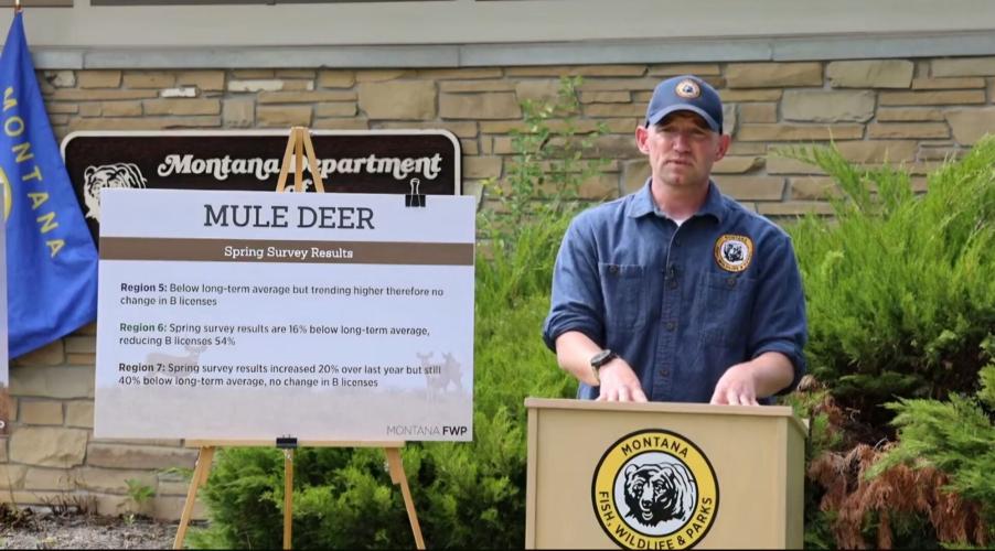 Mule deer B-tag availability slightly lowered in eastern Montana as ...