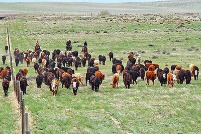 Study looks at cattle foraging behavior | News | independent-press.com
