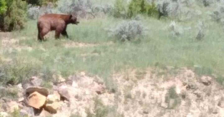 Bear sightings on the Northern Cheyenne Reservation | News ...