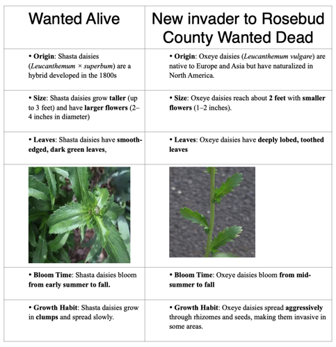 Invasive Oxeye daisy discovered in Rosebud County: Weed dept ...