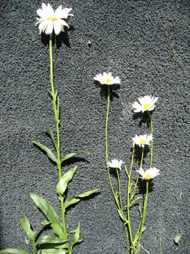 Invasive Oxeye daisy discovered in Rosebud County: Weed dept ...