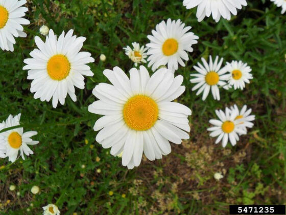 Invasive Oxeye daisy discovered in Rosebud County: Weed dept ...