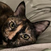 Cady | Pet Of The Week | independentnews.com