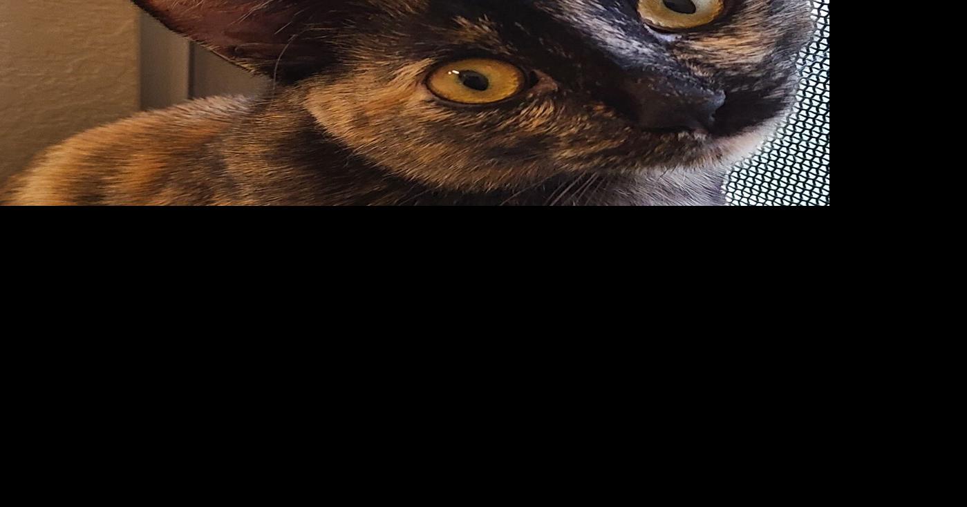 Cute Calliope | Pet Of The Week | independentnews.com