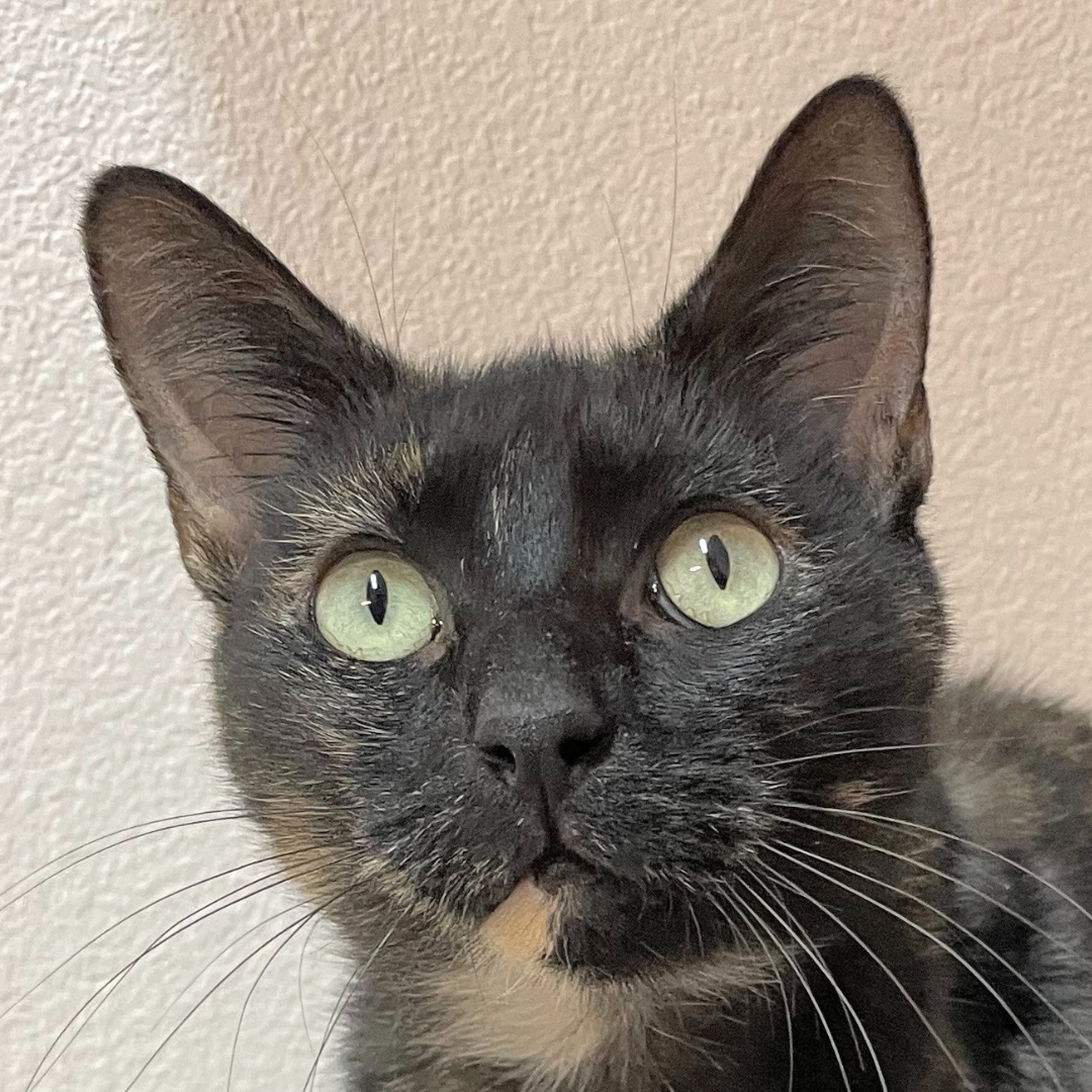 Bonnie Harper | Pet Of The Week | independentnews.com