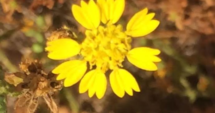 Tarplant Selected as Official City Flower | News | independentnews.com