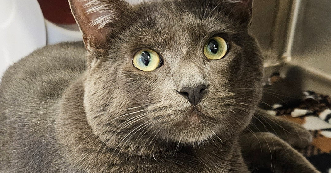 Maximus | Pet Of The Week | independentnews.com