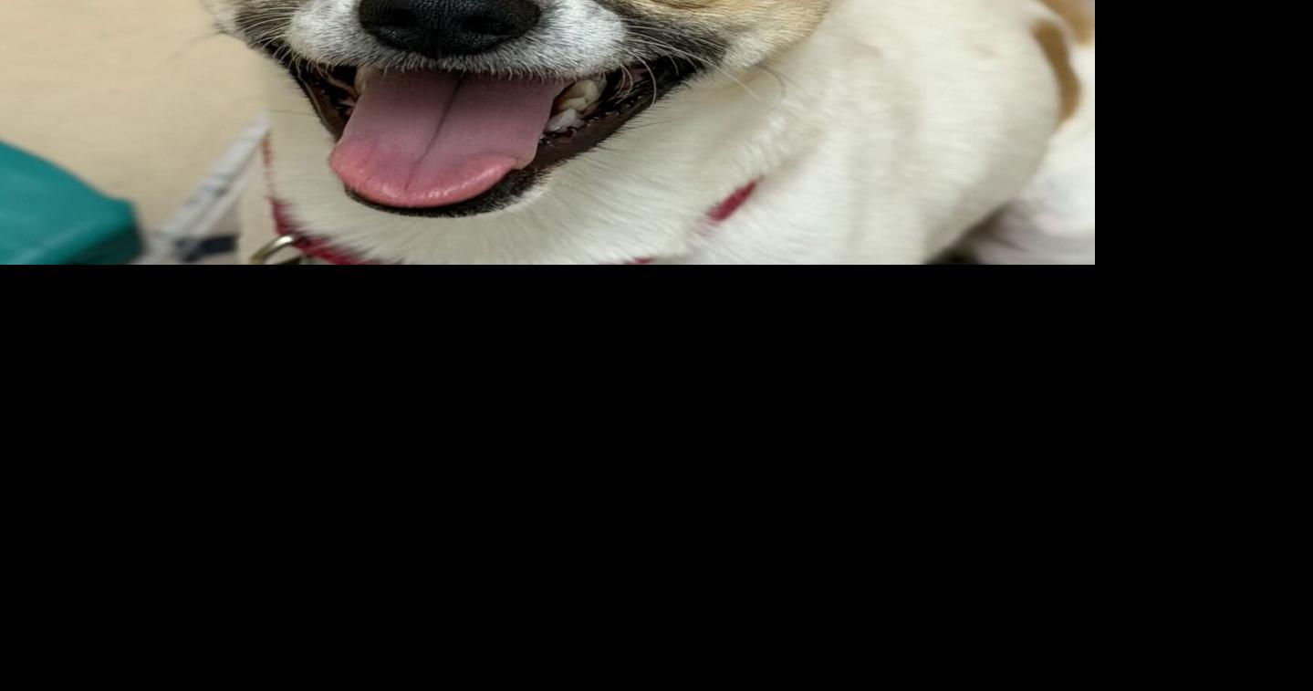 Joe | Pet Of The Week | independentnews.com