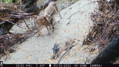 Conservation District Receives Grant to Plan Wildlife Crossings ...