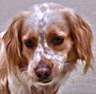 Simone | Pet Of The Week | independentnews.com