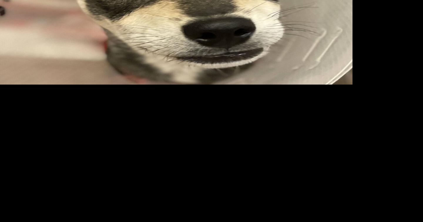 Ahoy to Captain Good Boy! | Pet Of The Week | independentnews.com