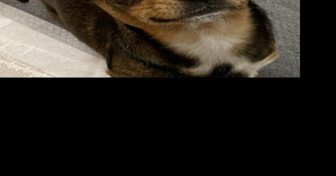 Pet of the Week - Charlie | Pet Of The Week | independentnews.com